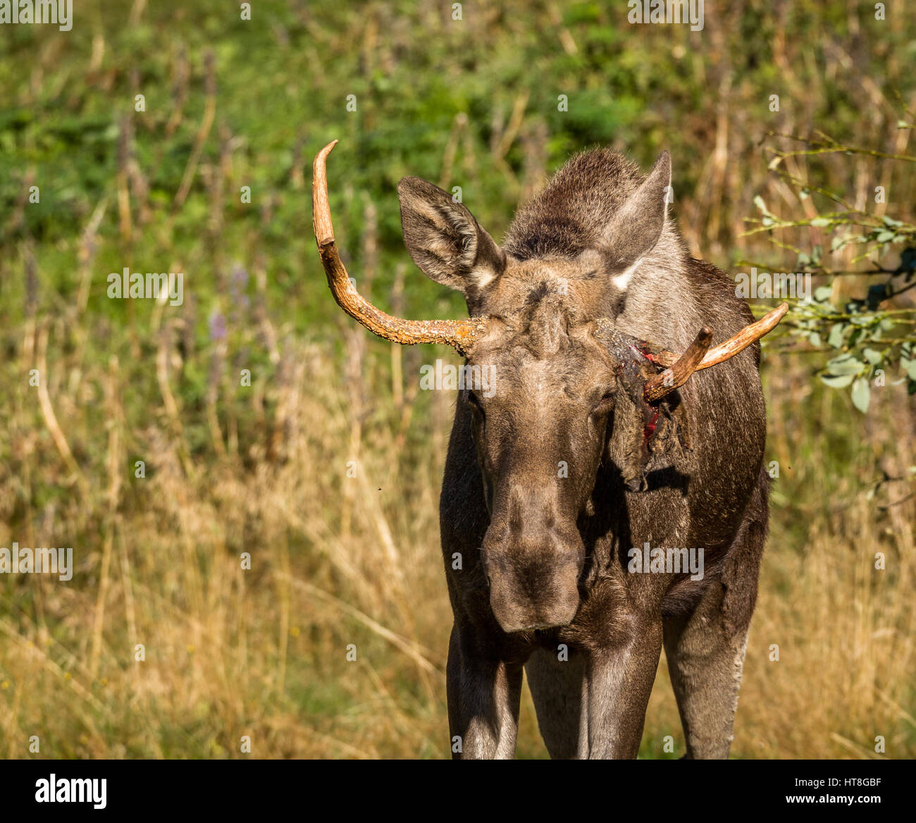 European elk or moose Alces alces bull with antlers Stock Photo - Alamy
