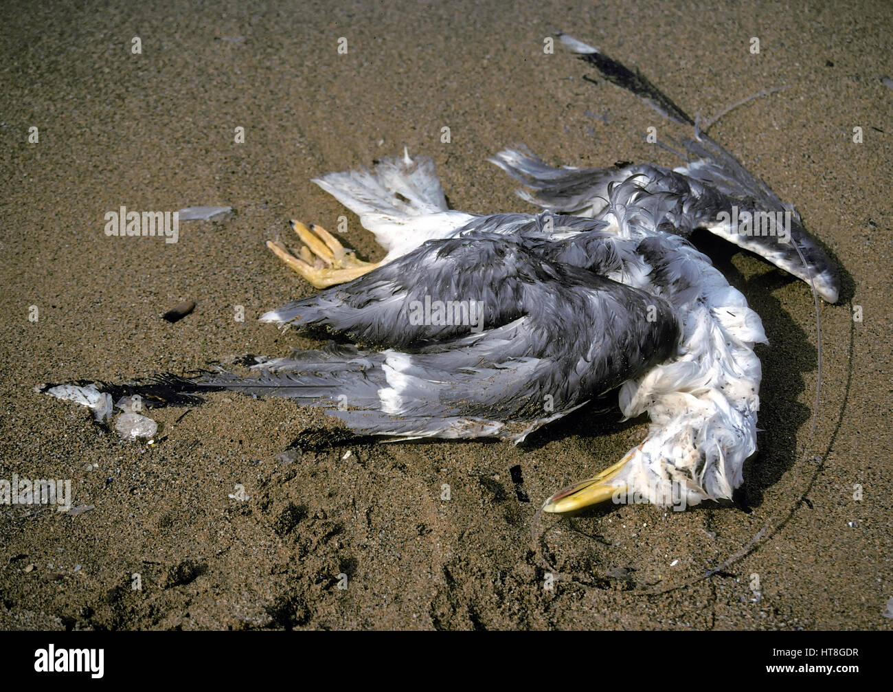 Dead seagull on the beach on The island of Menorca, Spain Stock Photo ...
