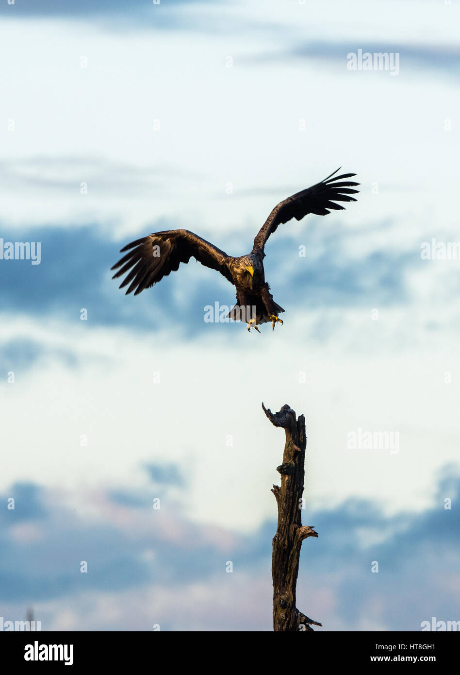 White Tailed Eagle landing in tree, vertical copy space Stock Photo - Alamy