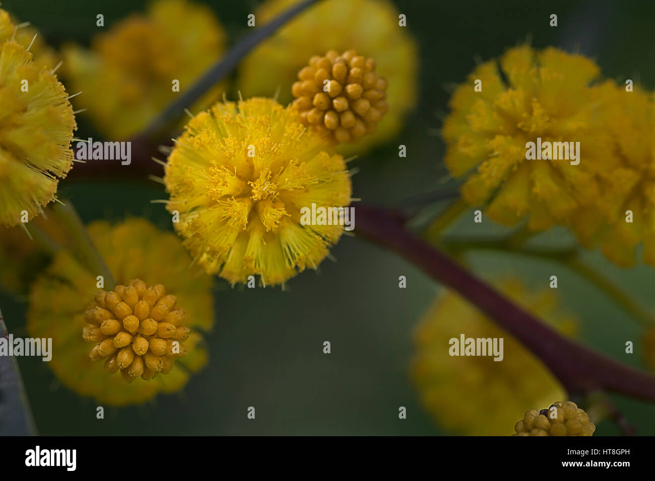 Wattle flower hi-res stock photography and images - Alamy