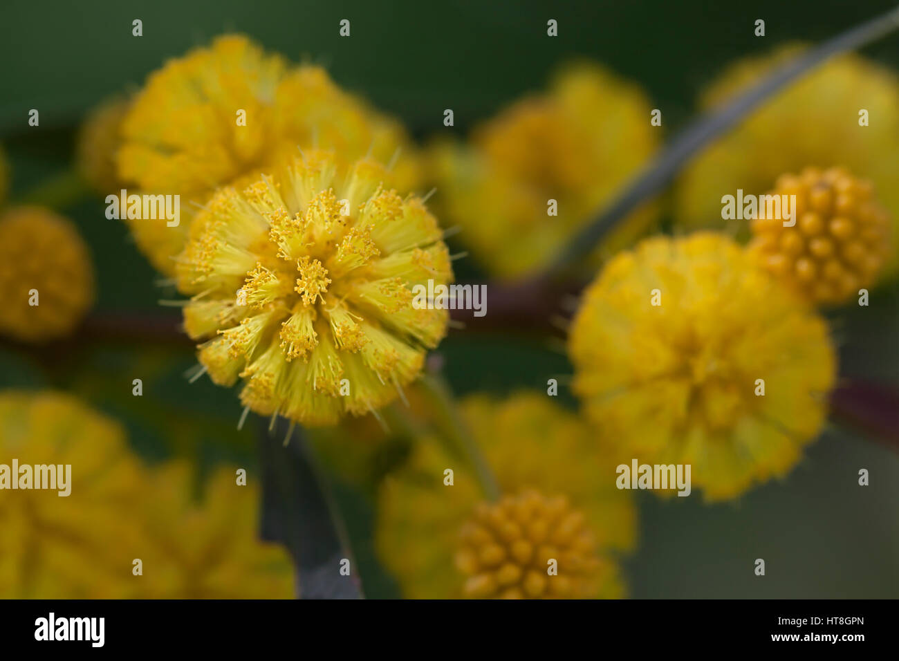 Wattle bush flowers Portugal (introduced, native to Australia Stock ...