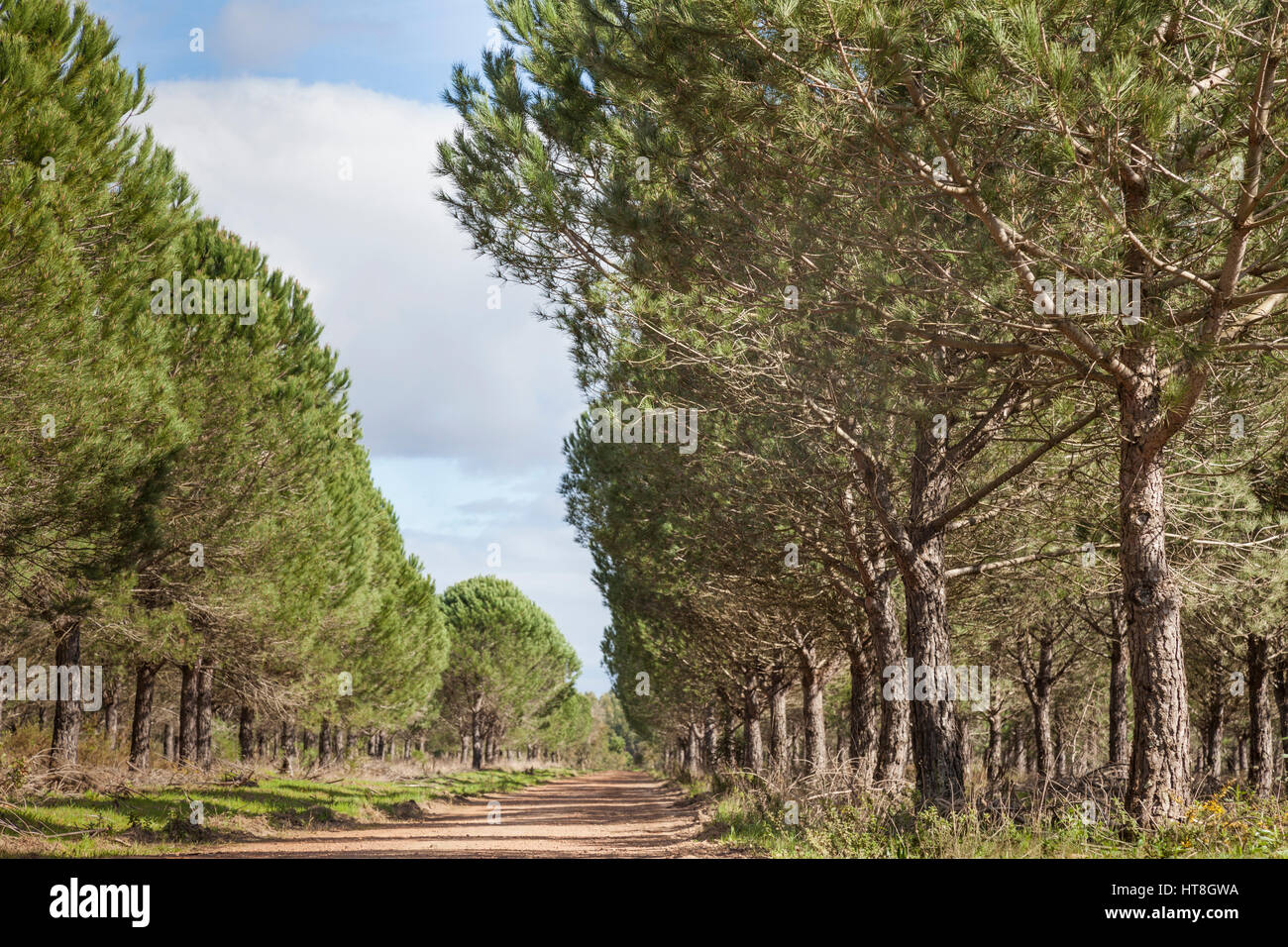 Nut tree trees orchard hi-res stock photography and images - Alamy