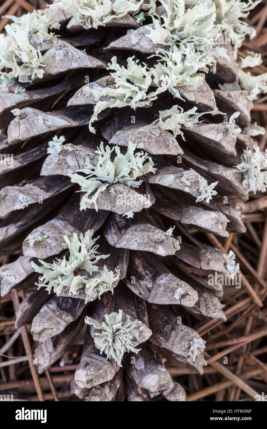 Lichen growing on pine cone Stock Photo - Alamy
