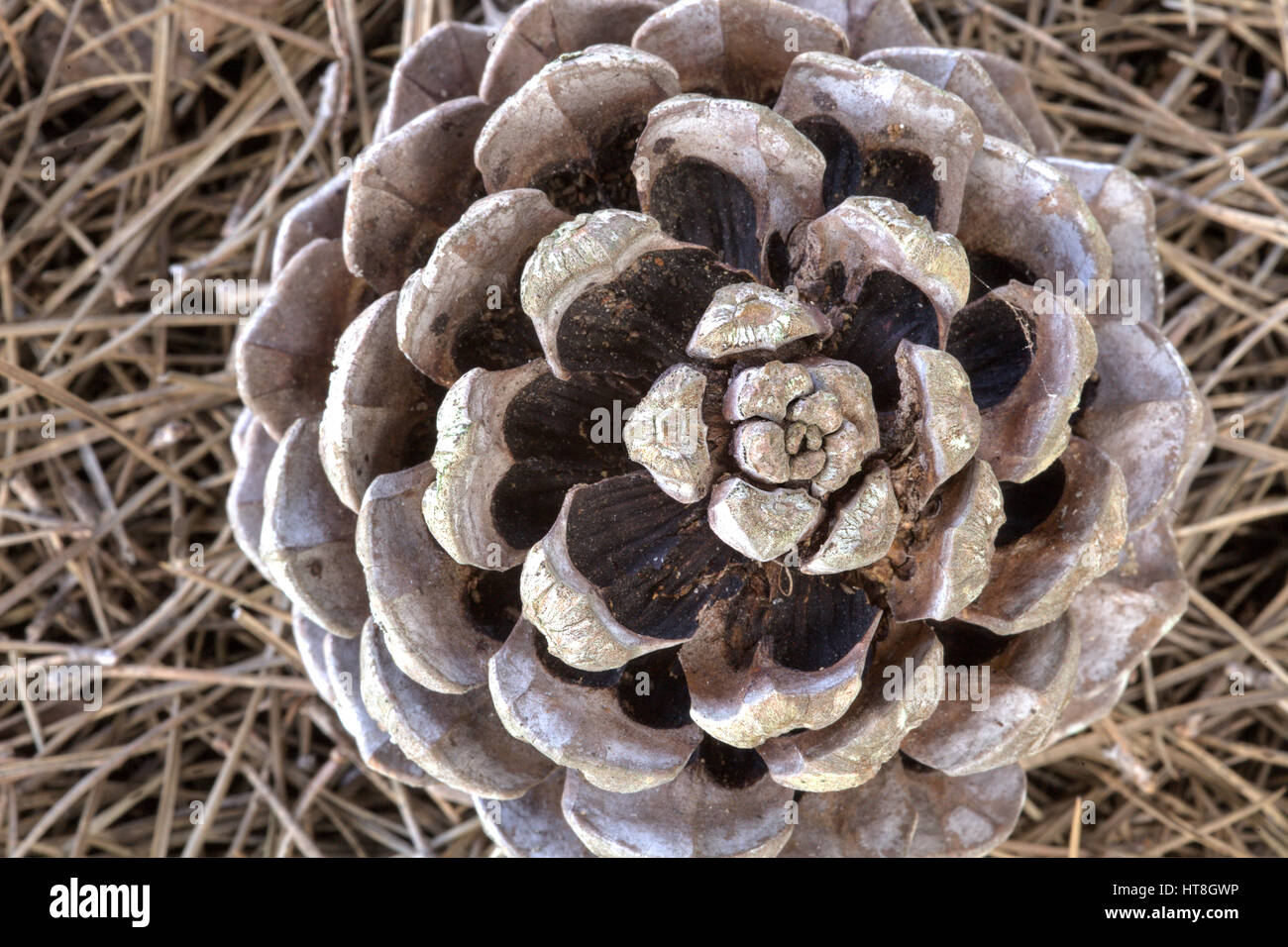 Pine Nut Cone High Resolution Stock Photography and Images - Alamy