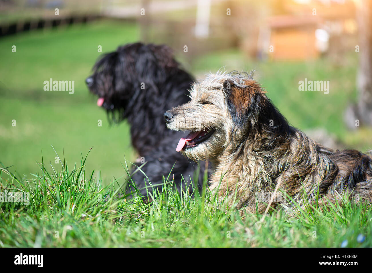 Two sheepdogs Bergamo in the meadow Stock Photo - Alamy