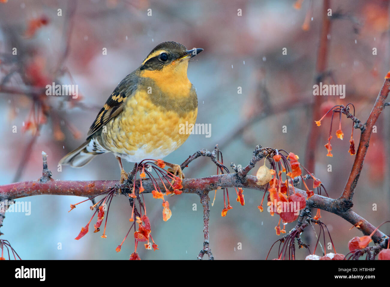 Varied Thrush (Ixoreus naevius), Missoula, Montana Stock Photo - Alamy