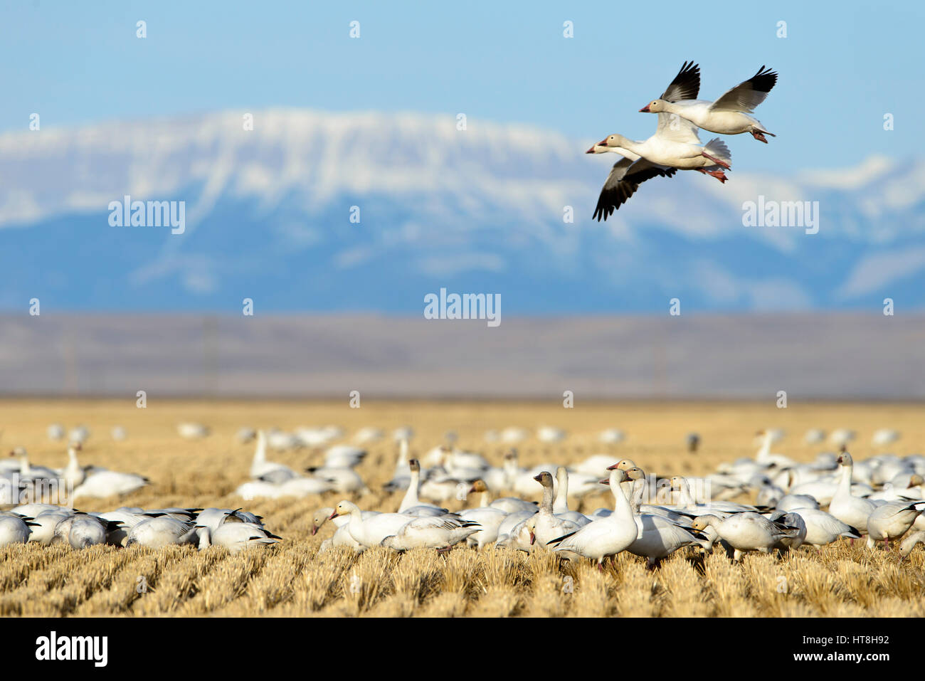 Migration north america hi-res stock photography and images - Alamy