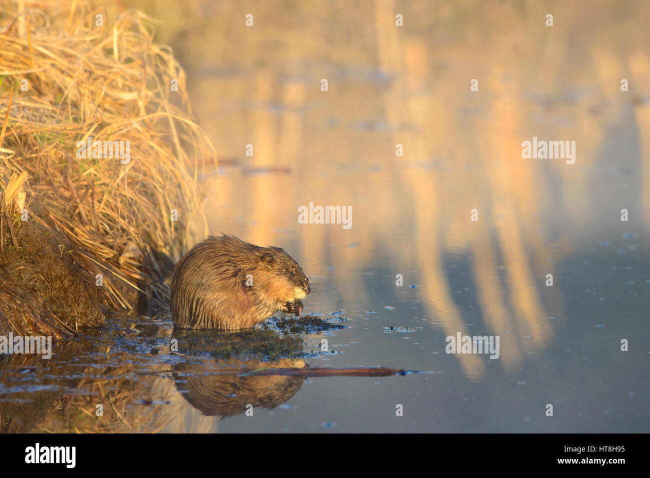 Common Muskrat (Ondatra zibethicus), Montana Stock Photo - Alamy