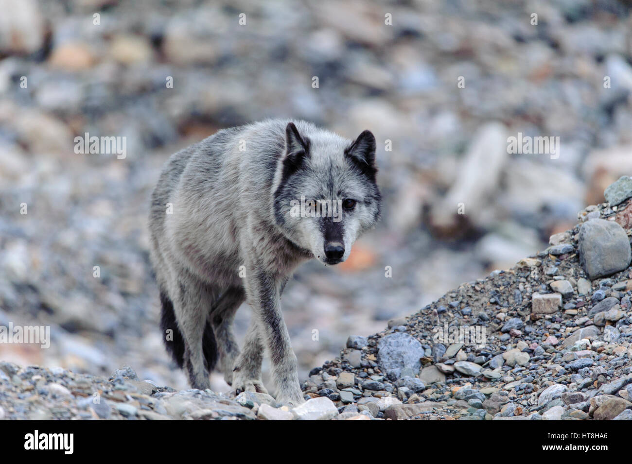 Gray Wolf (Canis lupus), Western North America Stock Photo - Alamy