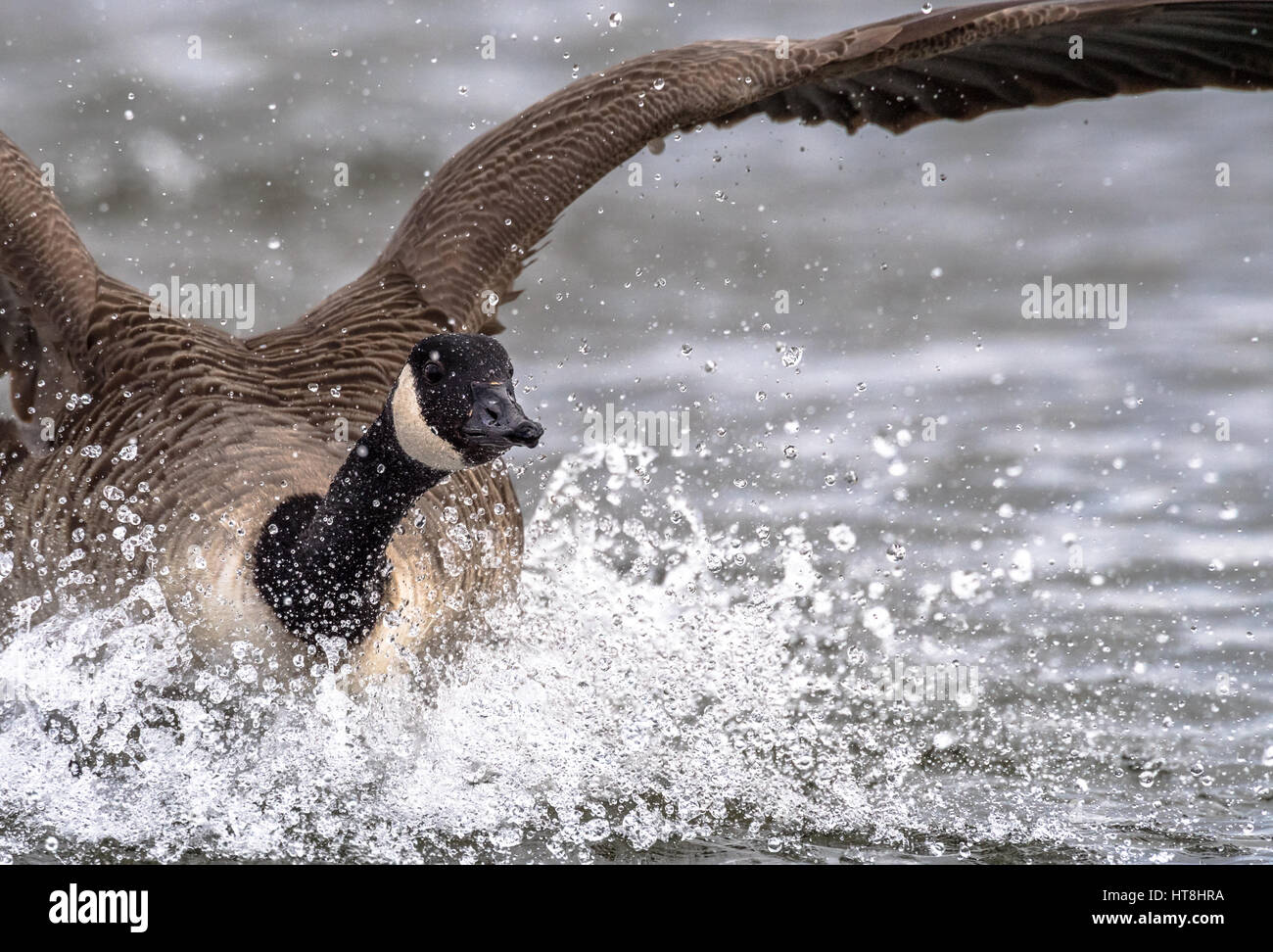 Canada Goose landing onto a lake Stock Photo - Alamy