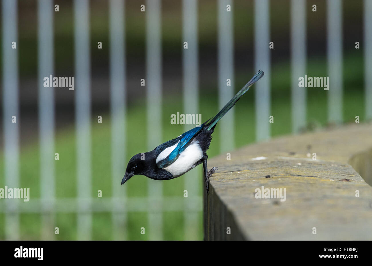 Magpie on stone hi-res stock photography and images - Alamy