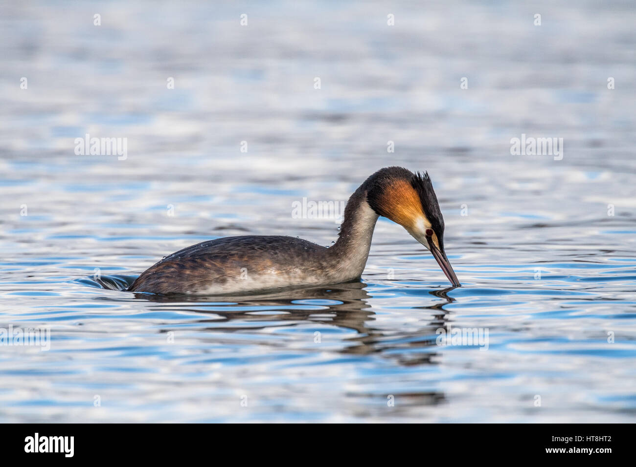 Adult Great Crested Grebe diving for fish Stock Photo - Alamy