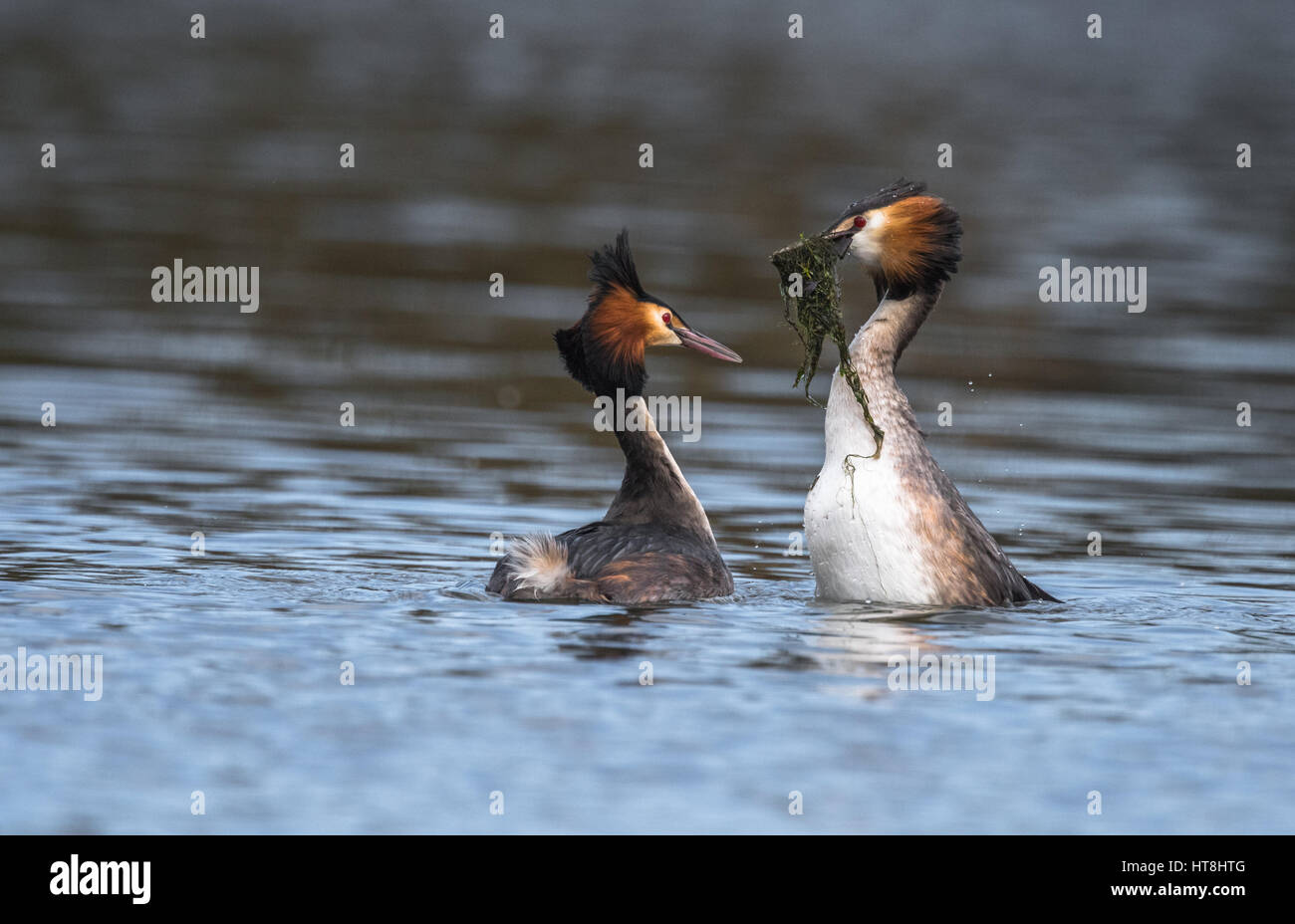 Adult Great Crested Grebes courtship routine Stock Photo - Alamy