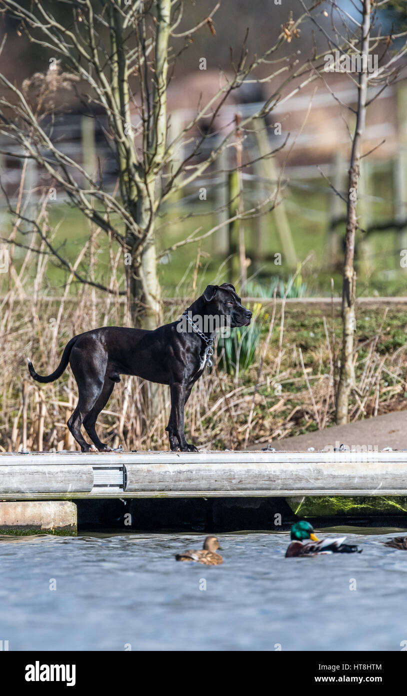 Bull ducks hi-res stock photography and images - Alamy