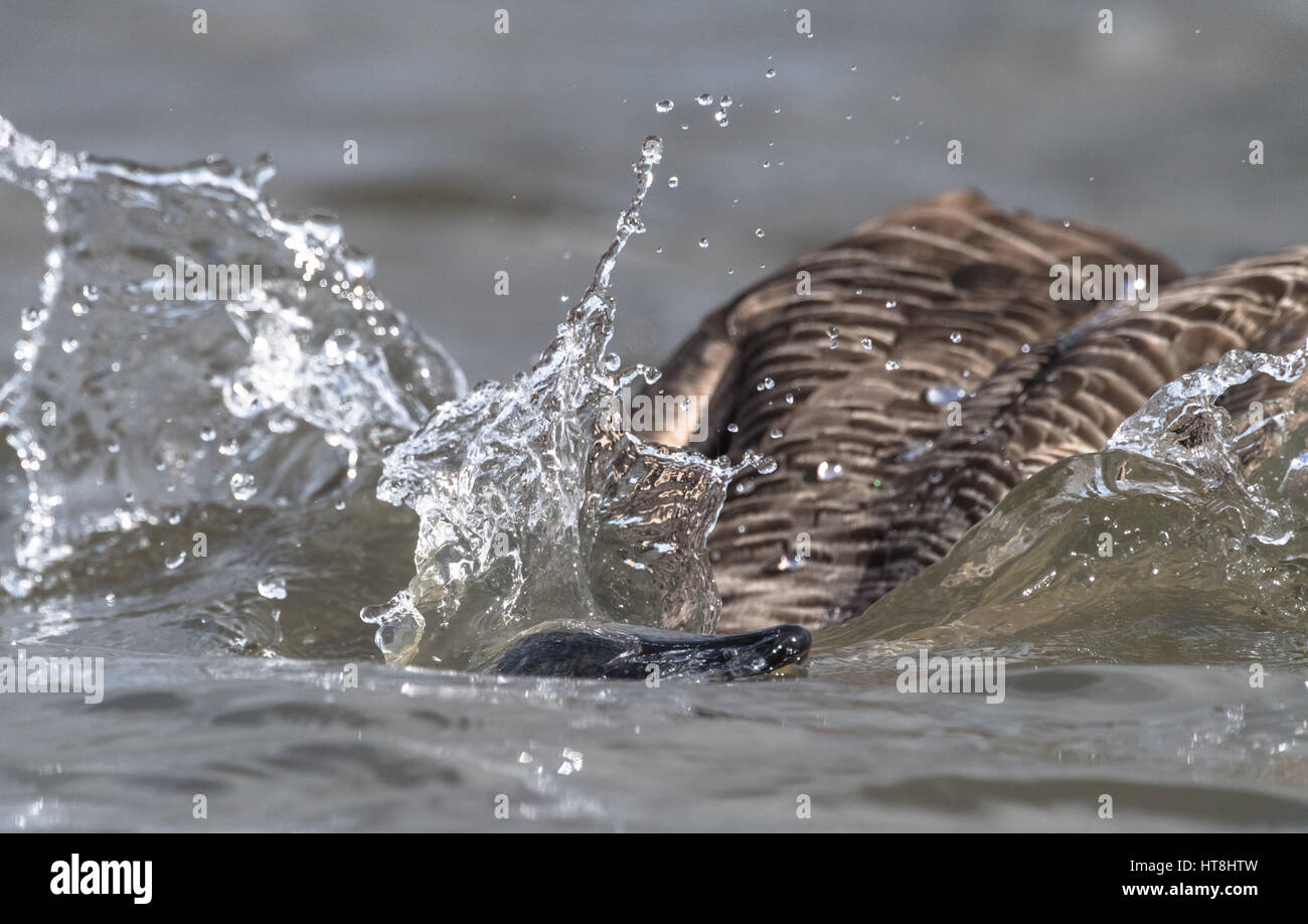 Taking a dip hi-res stock photography and images - Alamy