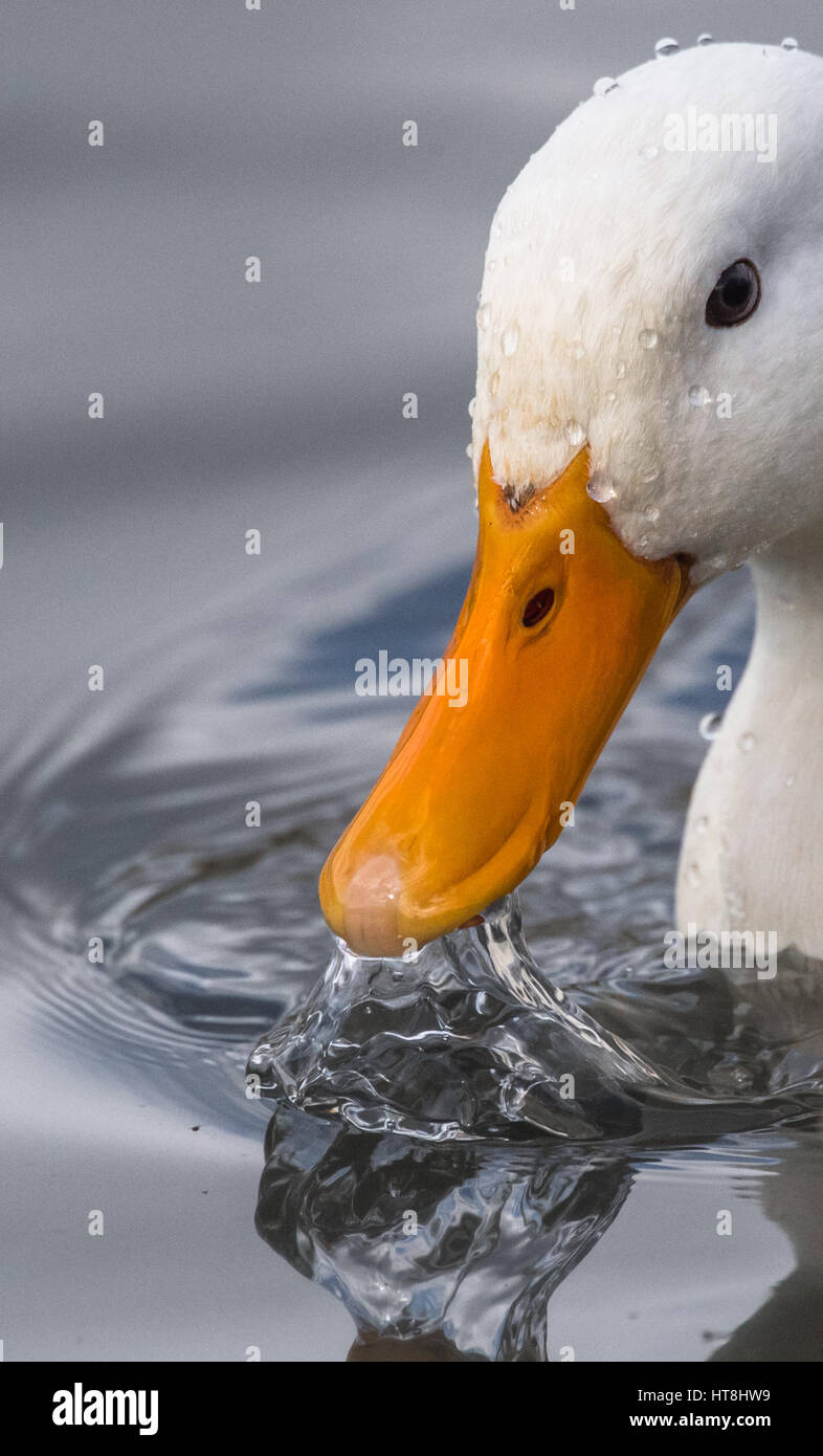 Domestic mallard hi-res stock photography and images - Alamy