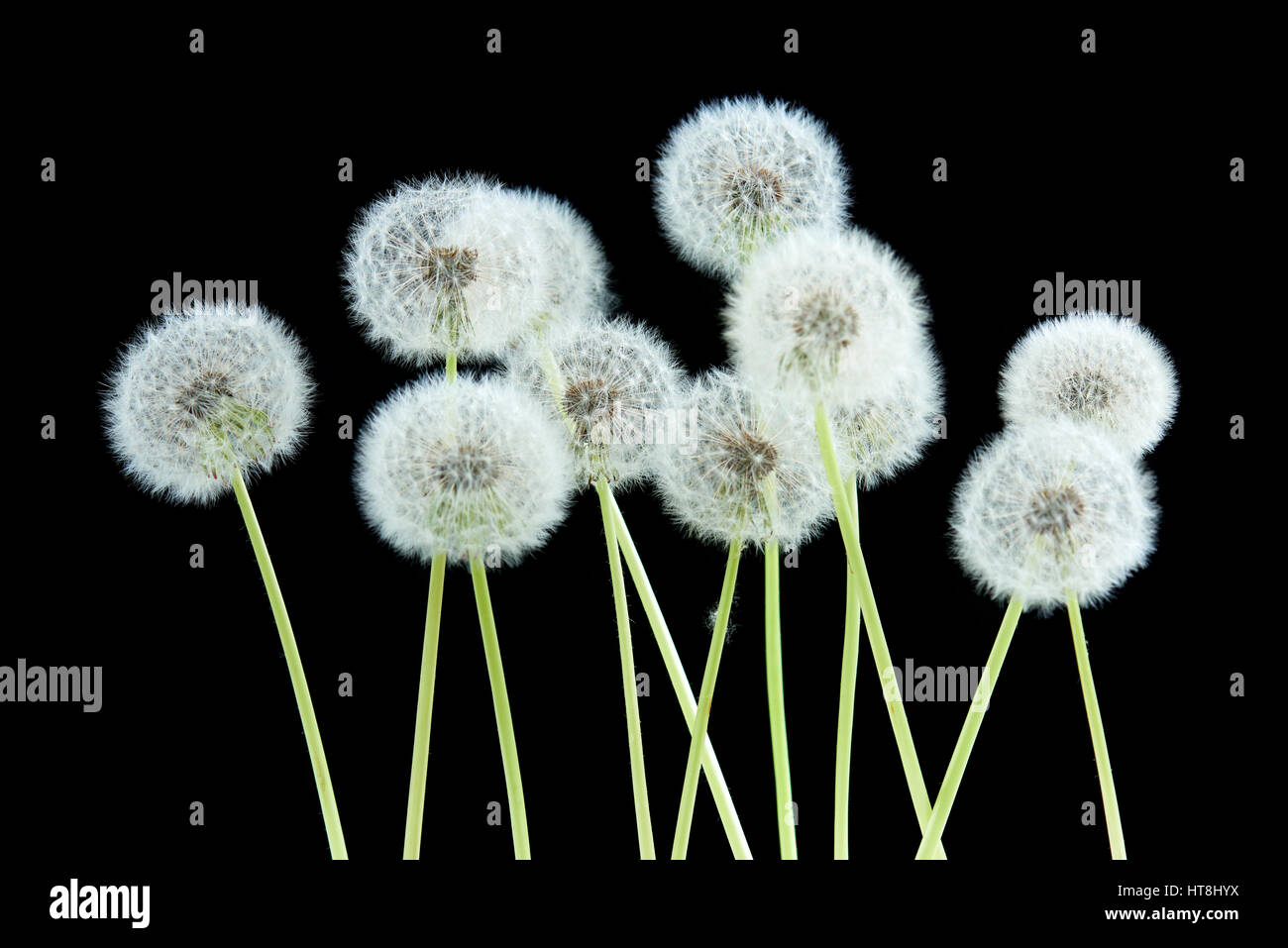 Dandelion flower on black color background isolated, group objects on ...