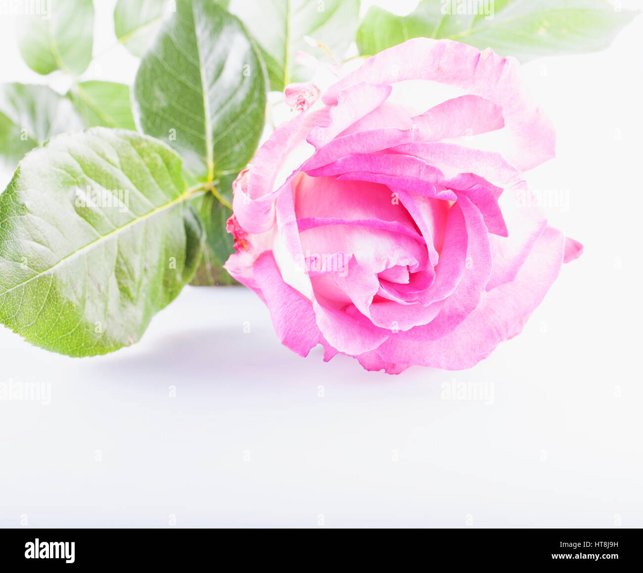 Pink rose over white background, horizontal image Stock Photo - Alamy