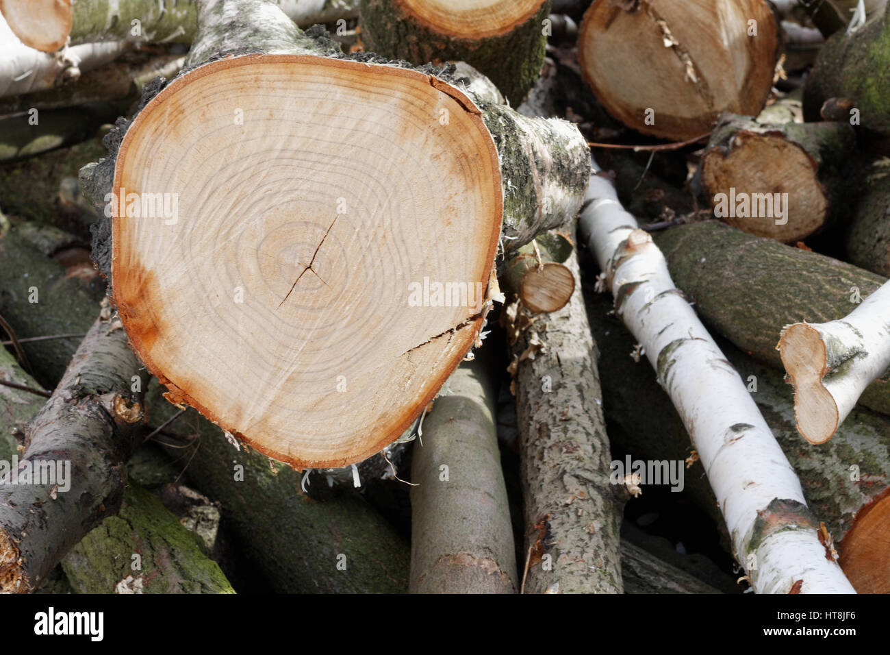 Log lumber hi-res stock photography and images - Alamy