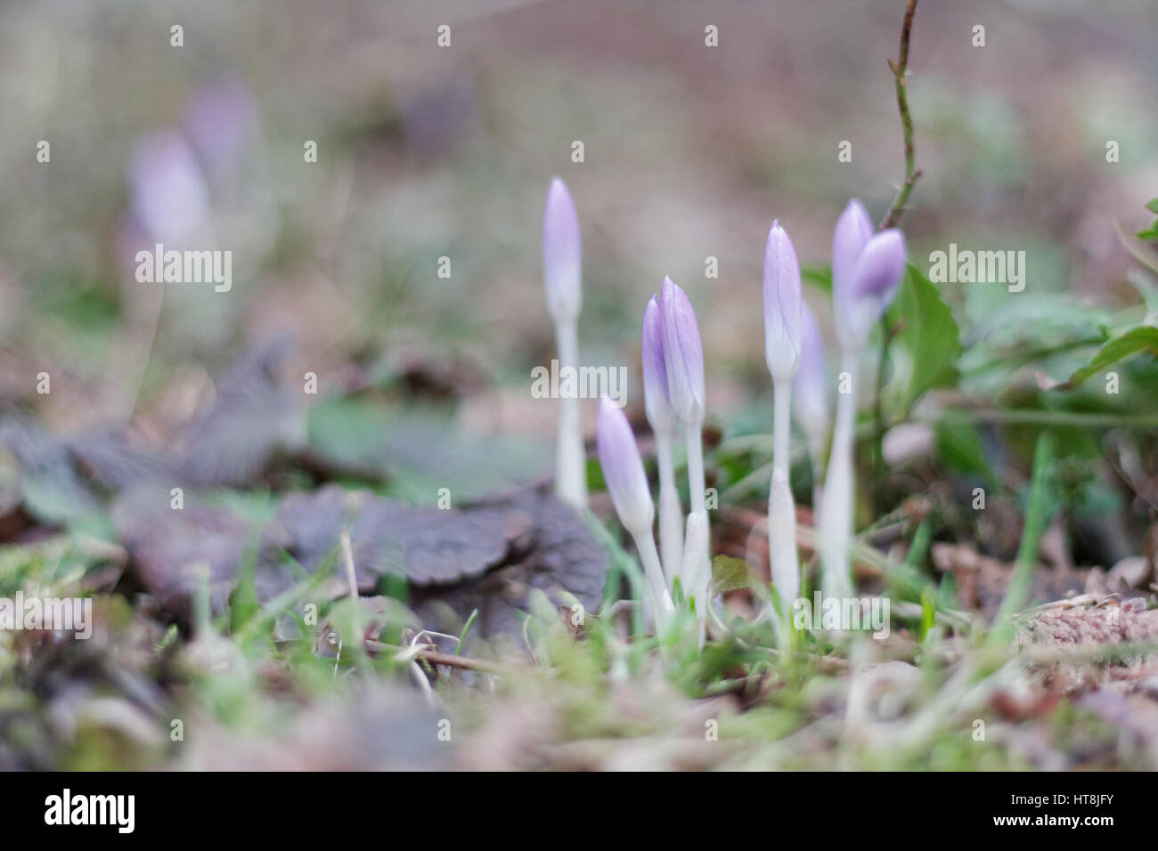 First crocuses in the spring garden waiting for sun to bloom Stock ...