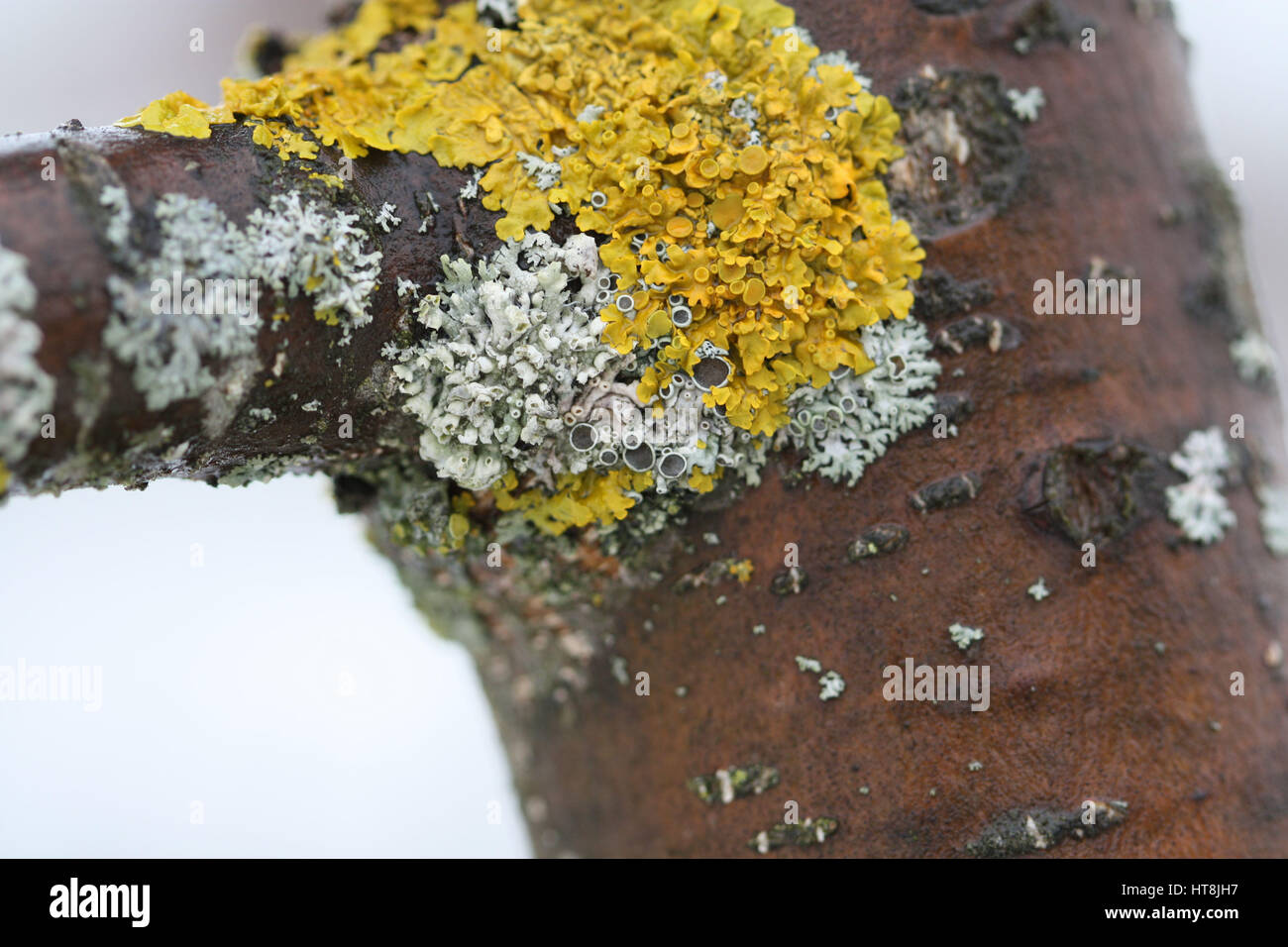 beautiful lichen in bloom on the trunk of the Apple tree Stock Photo ...