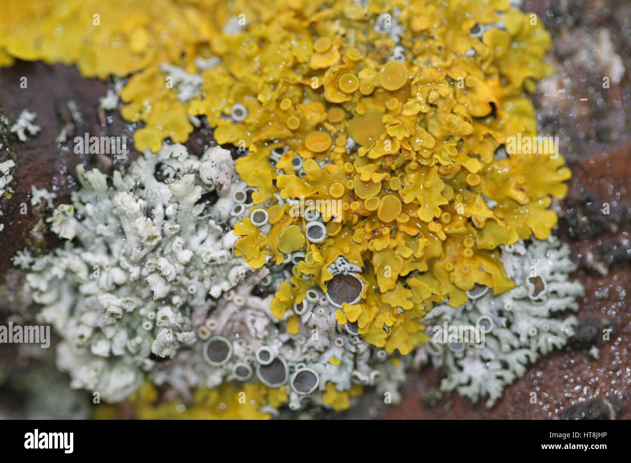 Mushroom bloom hi-res stock photography and images - Alamy