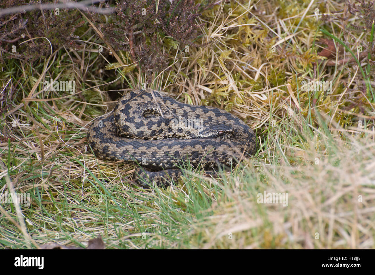 Male adder (Vipera berus) - also known as European common adder or ...