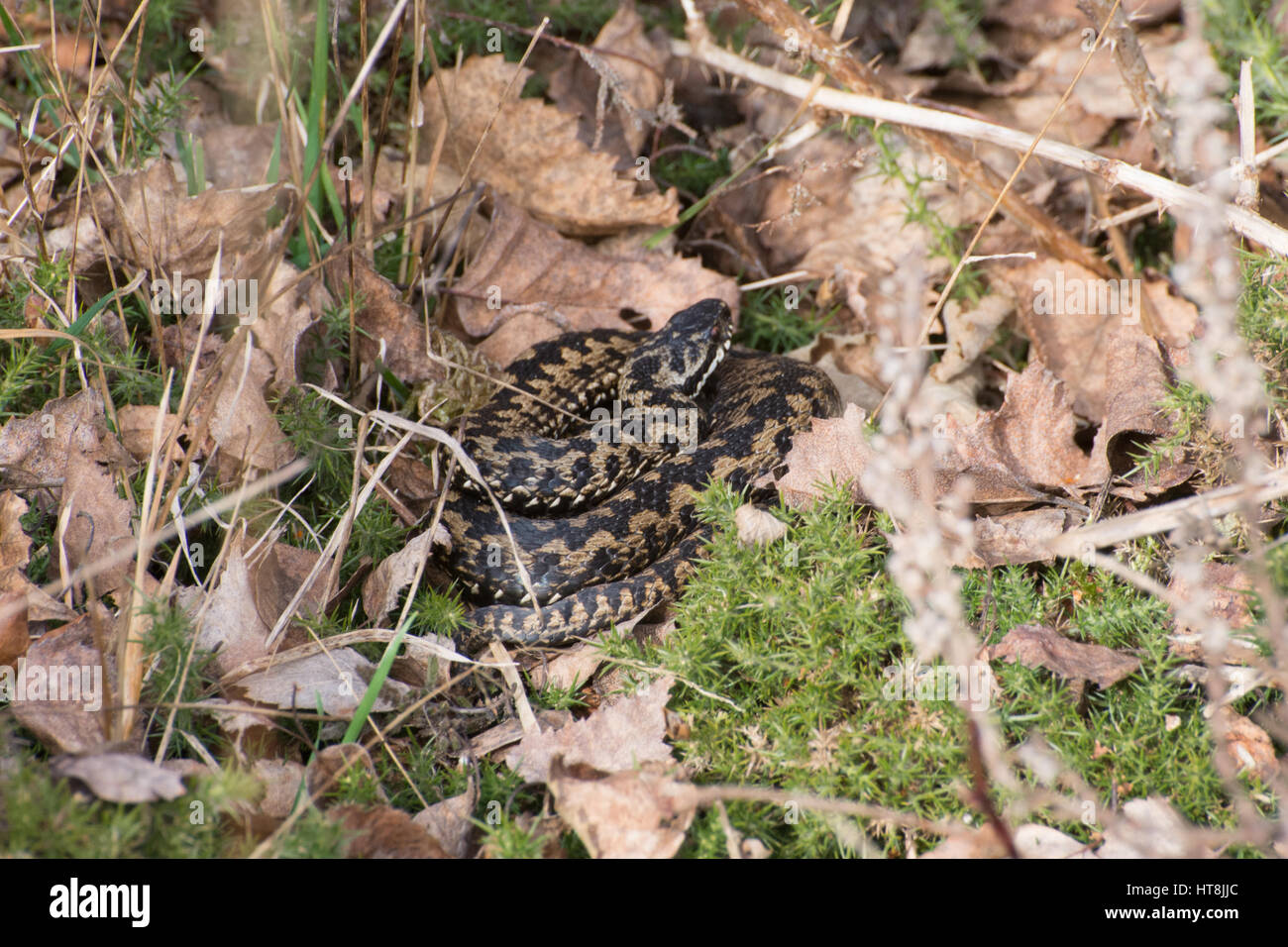 Male adder (Vipera berus) - also known as European common adder or ...