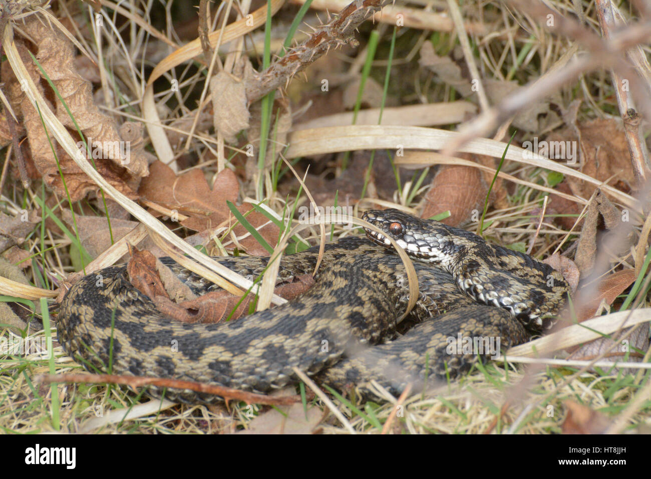Male adder (Vipera berus) - also known as European common adder or ...
