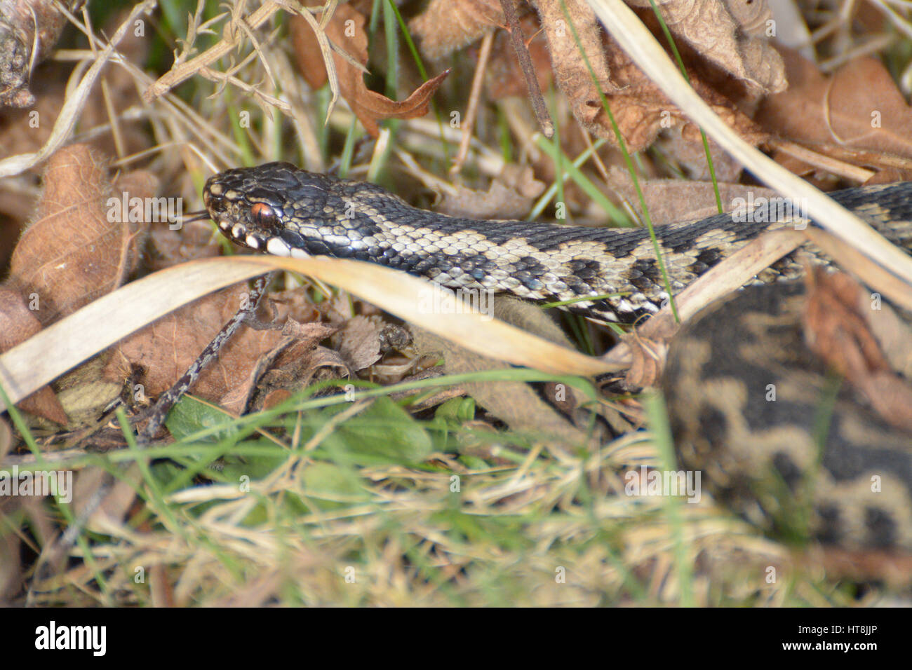 Male adder (Vipera berus) - also known as European common adder or ...