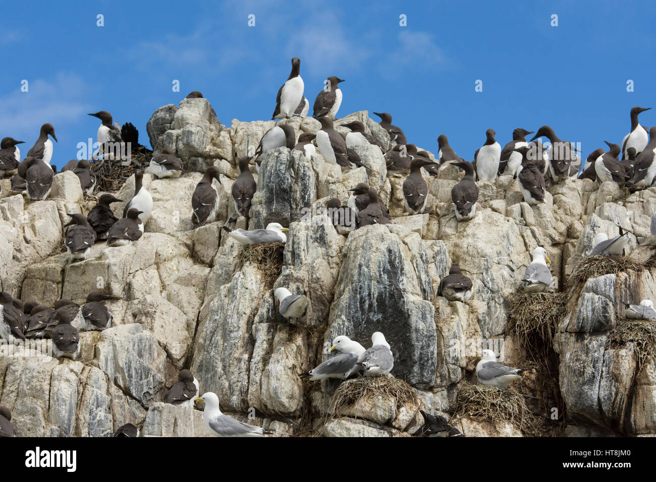 Large numbers of nesting seabirds on rocks, summer, Farne Isles ...