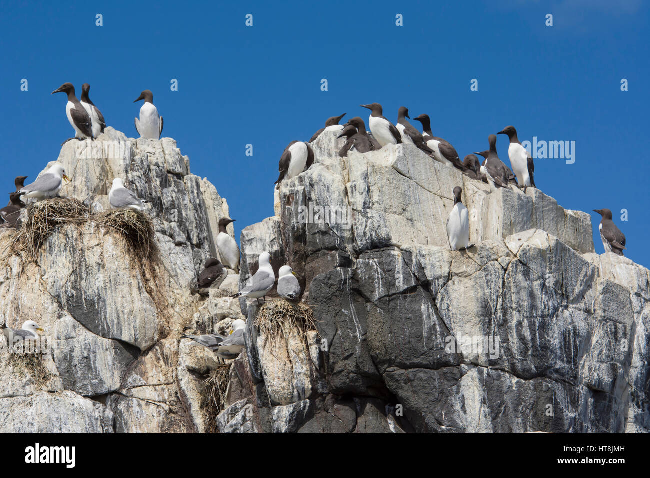 Large numbers of nesting seabirds on rocks, summer, Farne Isles ...