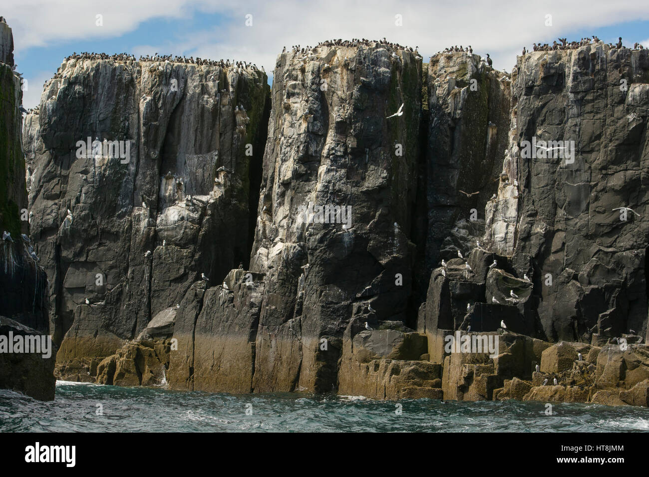 Large numbers of nesting seabirds on rocks, summer, Farne Isles ...