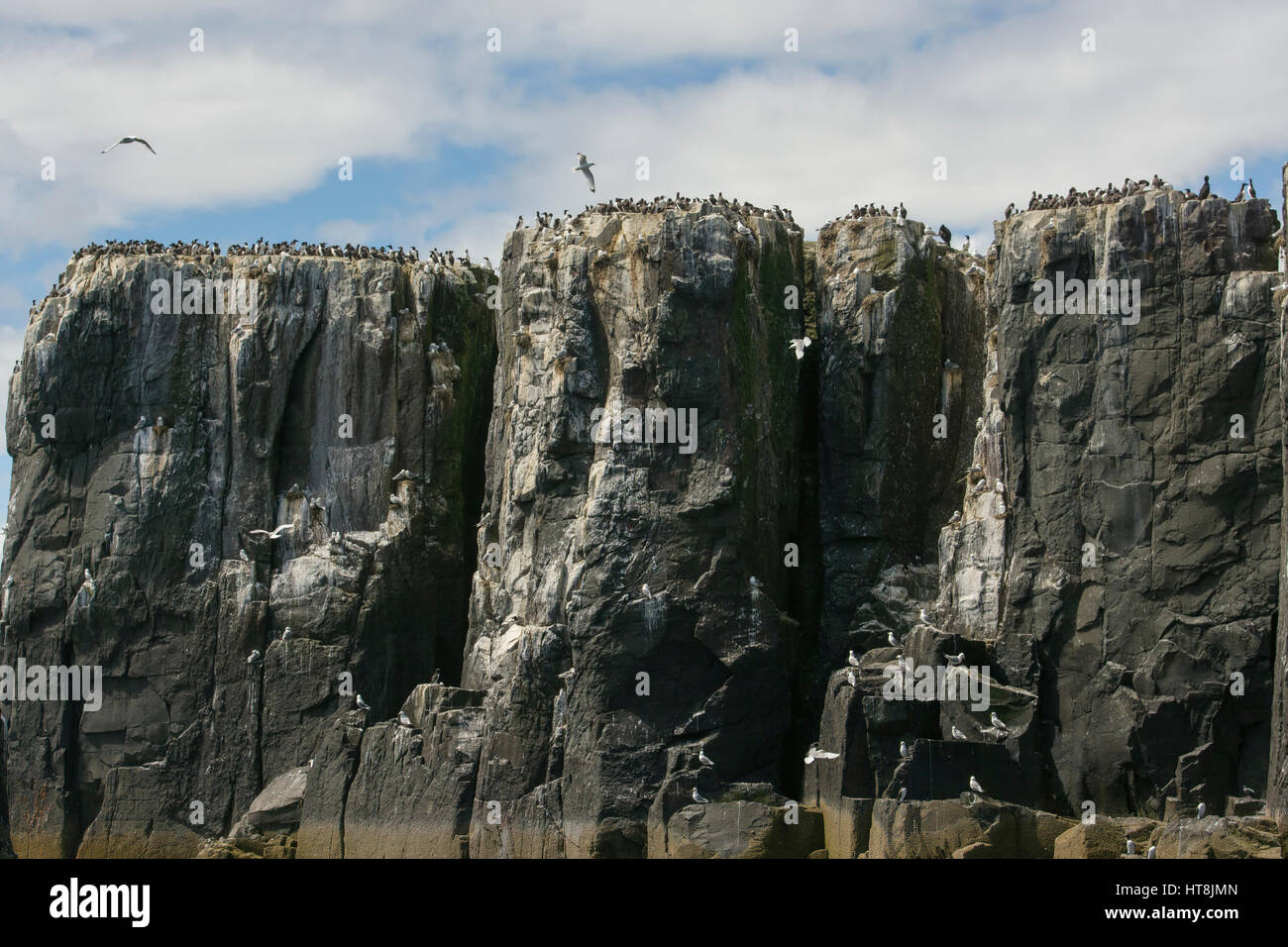 Large numbers of nesting seabirds on rocks, summer, Farne Isles ...