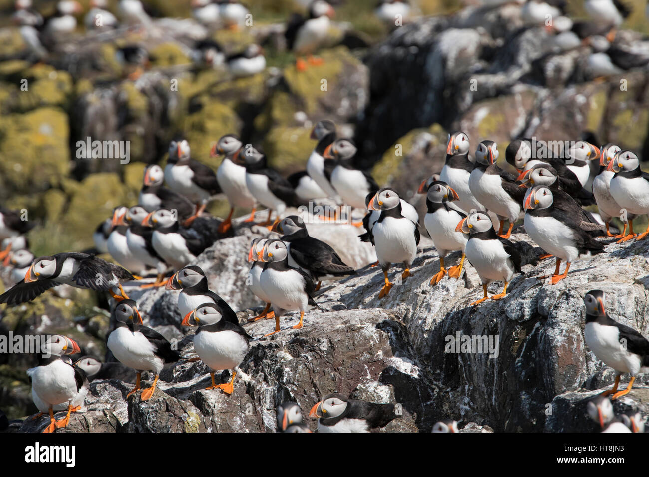 A large group of Atlantic Puffins on breeding grounds, Farne Isles ...