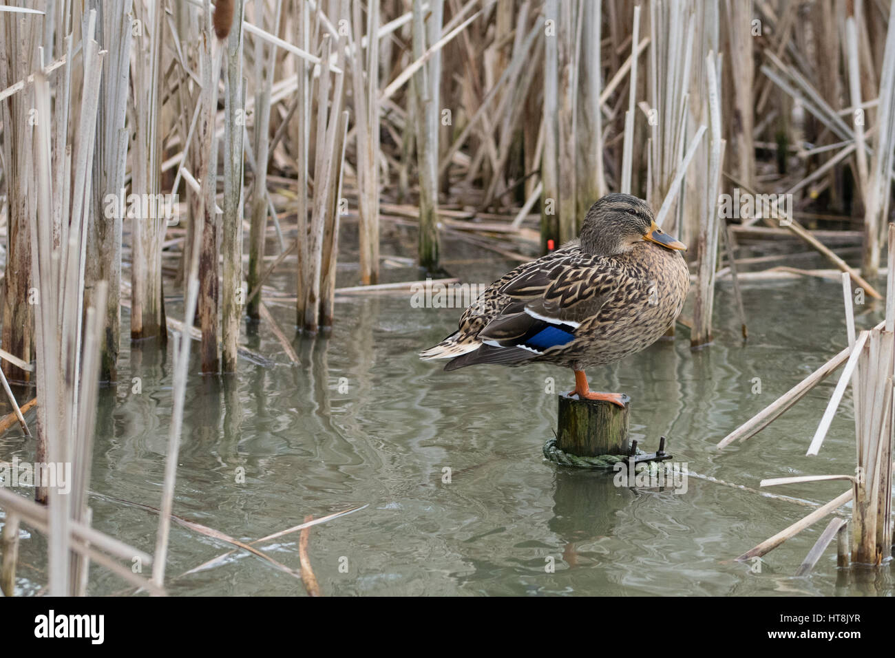 Mallard duck resting a leg hi-res stock photography and images - Alamy