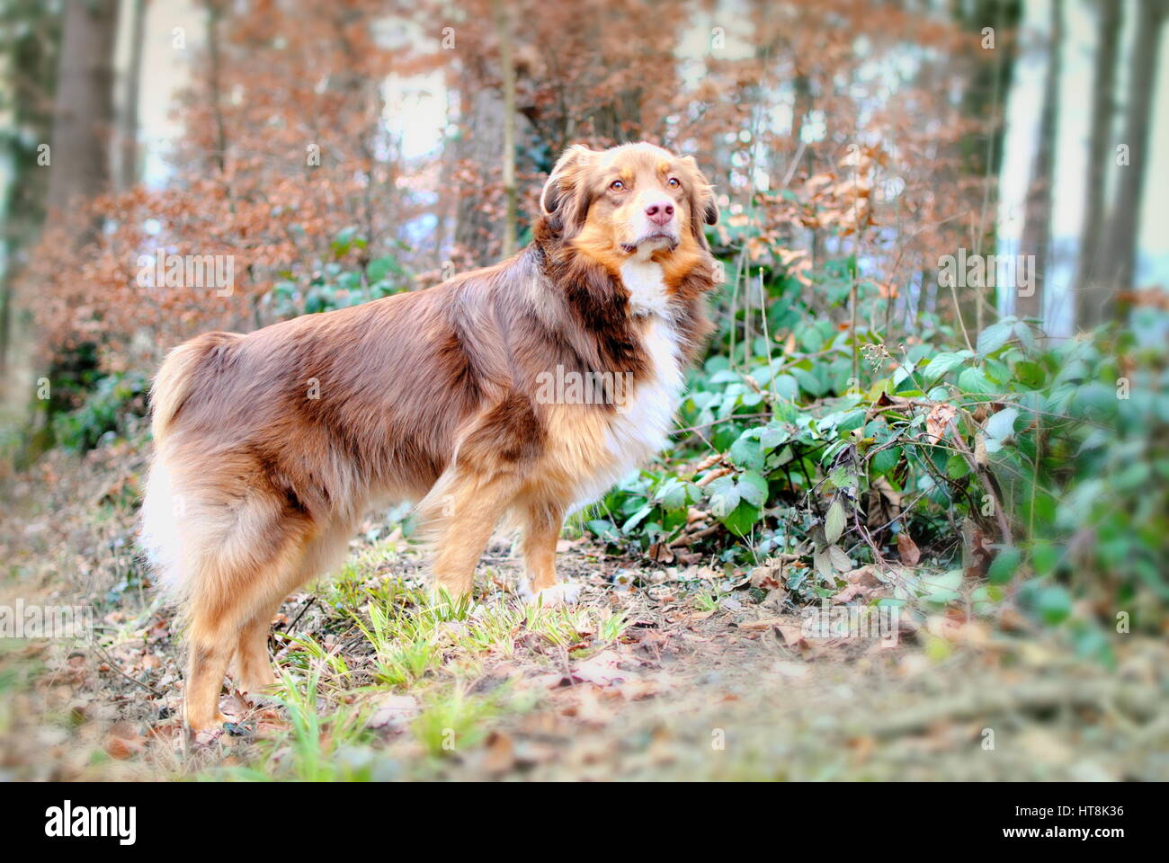 dog in forest Stock Photo - Alamy
