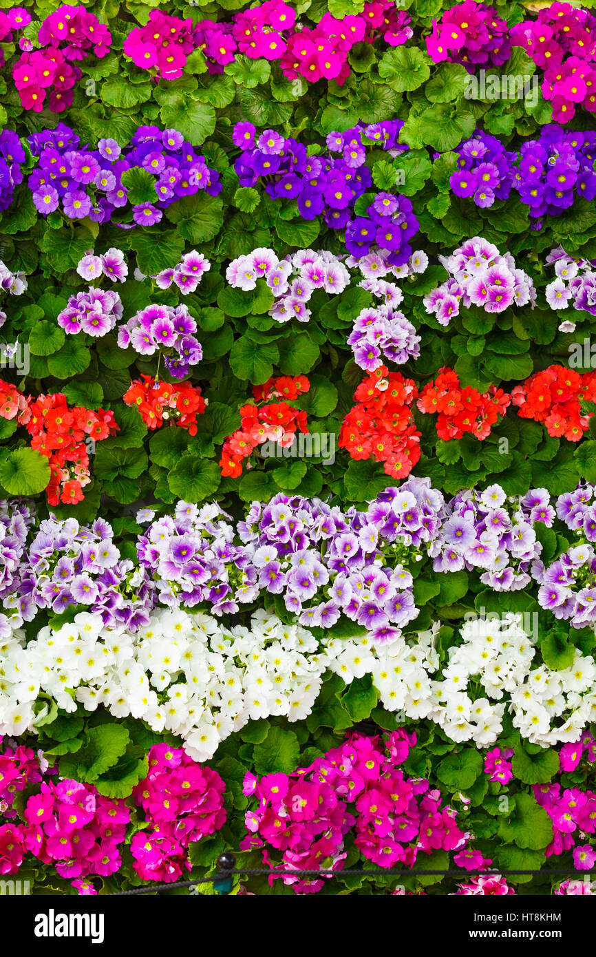 Bunch of flowers. beautiful flowers wall background Stock Photo - Alamy