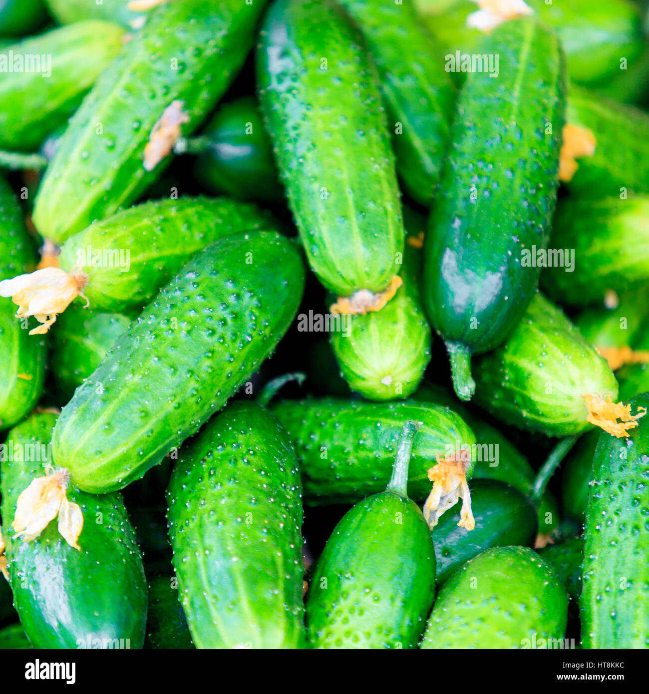 Fresh green cucumber. Cucumber background Stock Photo - Alamy