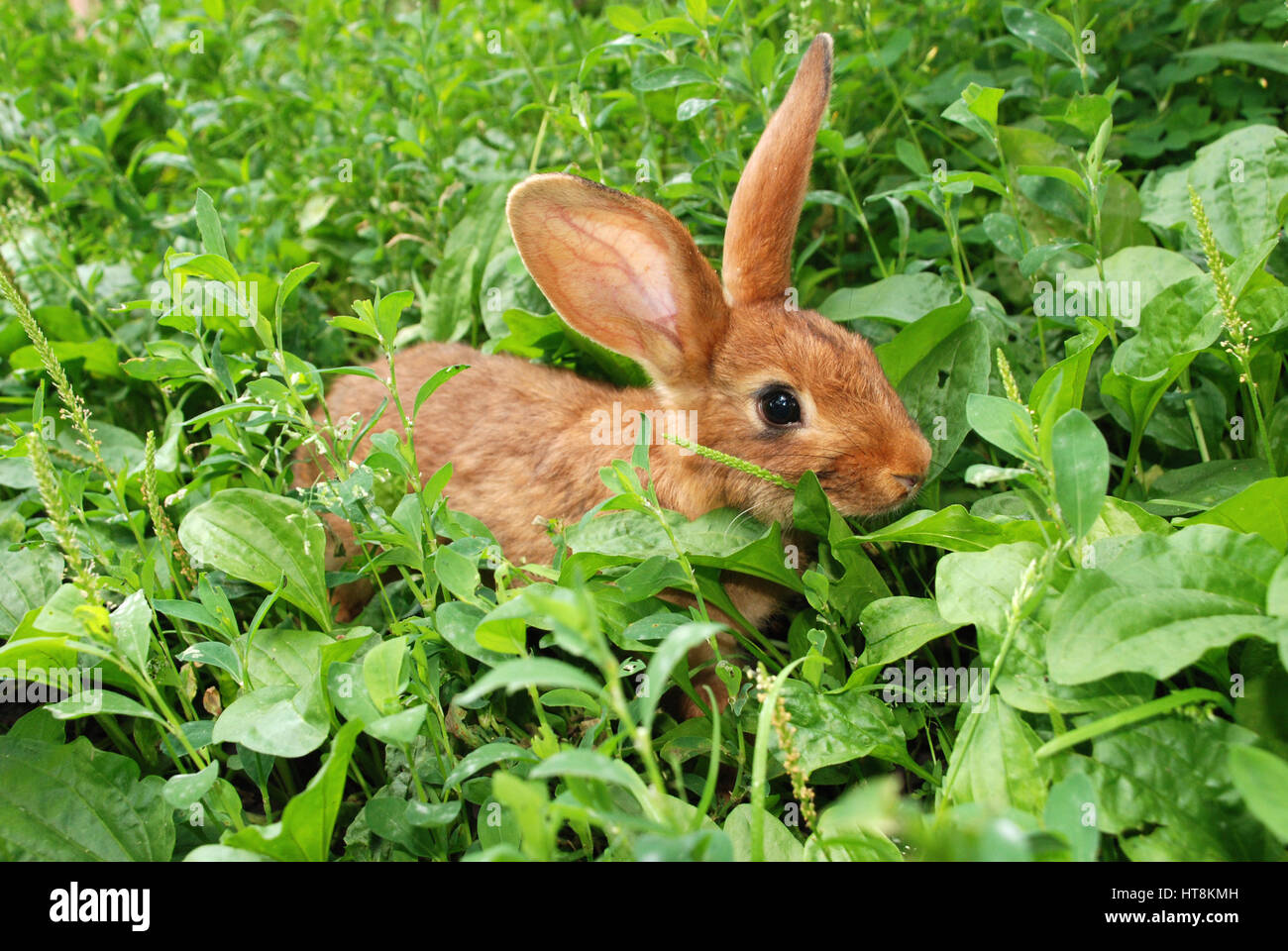 Little orange rabbit in the green grass Stock Photo - Alamy