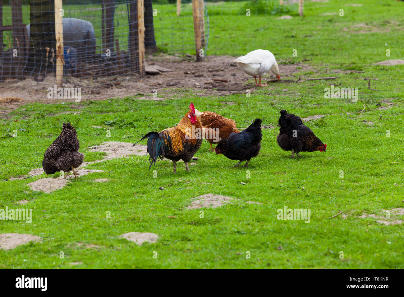 Flock chicken grazing on farm hi-res stock photography and images - Alamy