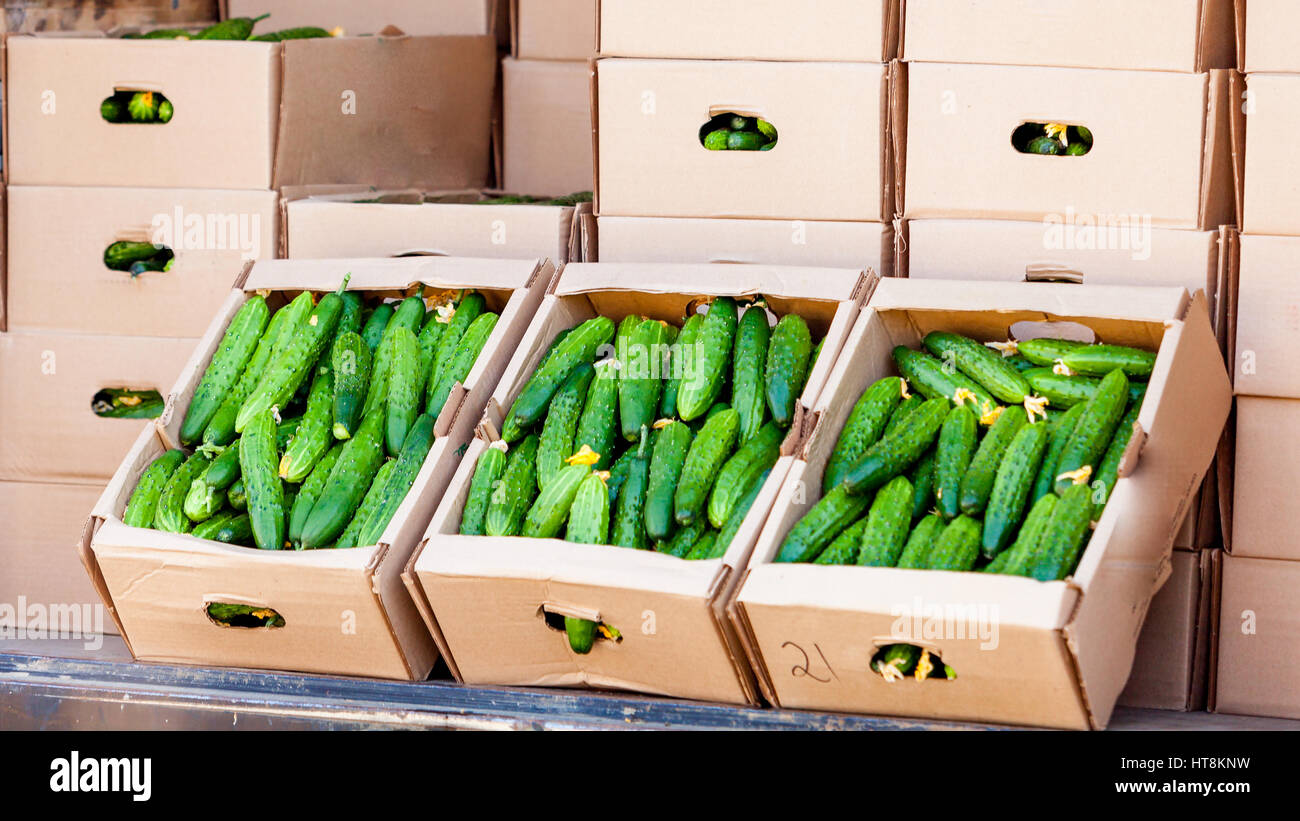 Cucumber farmer hi-res stock photography and images - Alamy