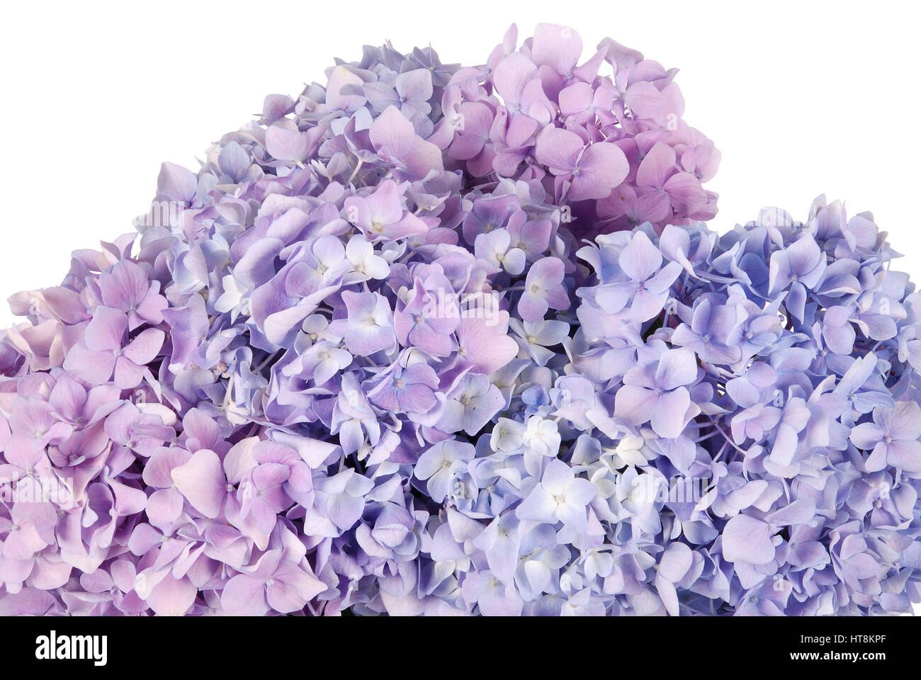 Beautiful purple hydrangeas flower background. Natural color Stock ...