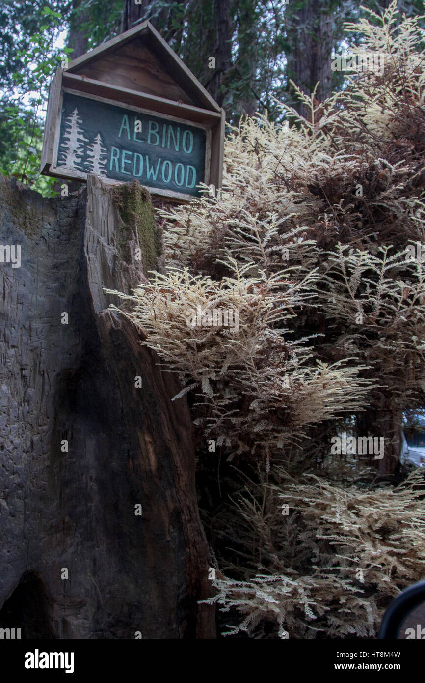 Redwood highway hi-res stock photography and images - Alamy