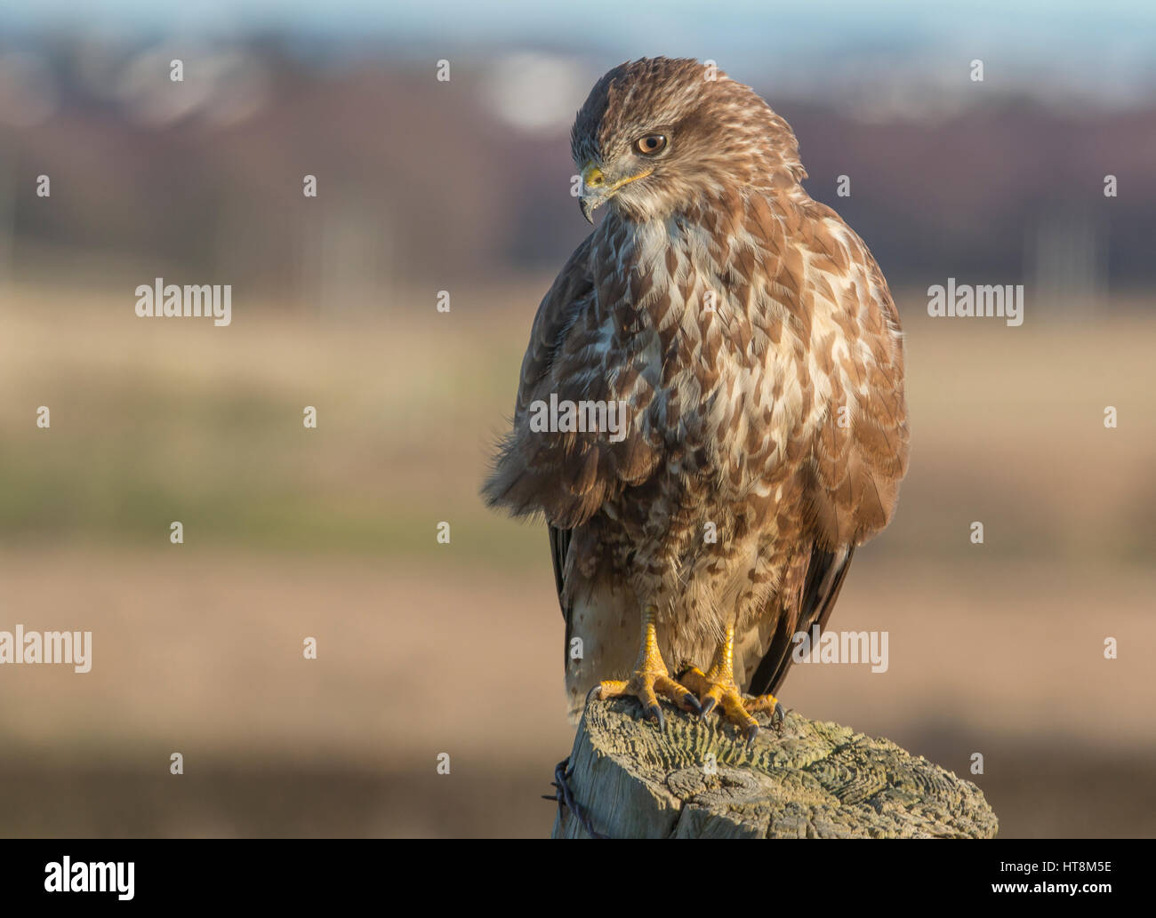 Buzzard scotland female hi-res stock photography and images - Alamy