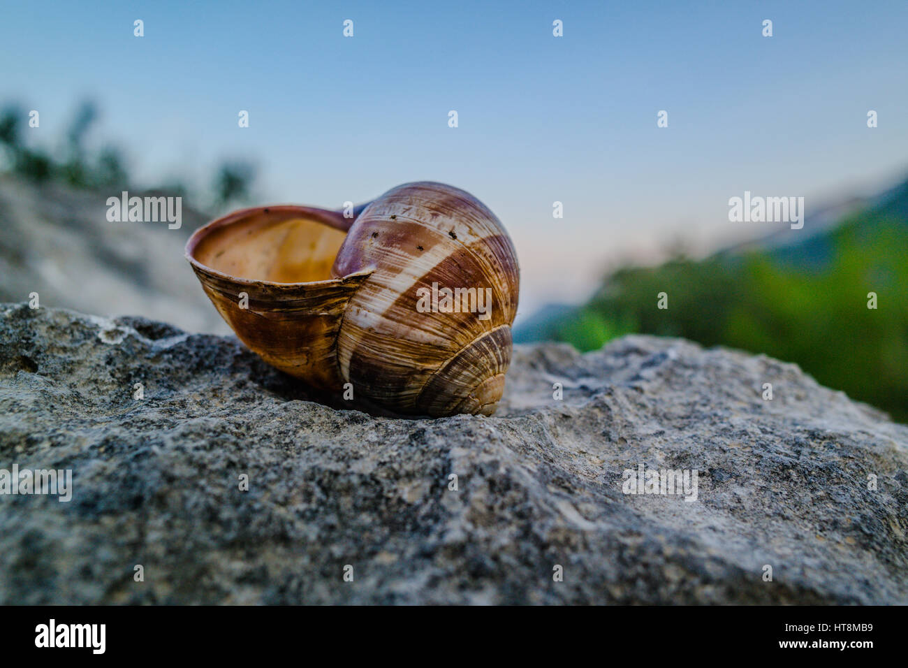 Sea snail shell green hi-res stock photography and images - Alamy