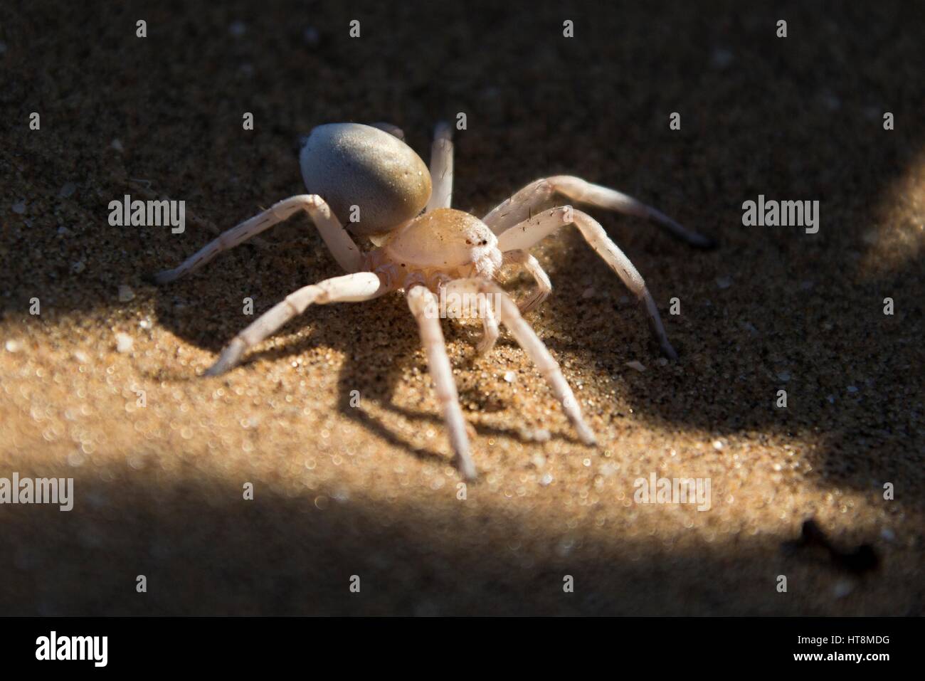 Leucochestris arenicola - the Dancing White Lady Spider on the sand in ...
