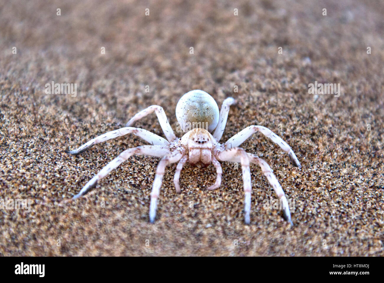 Leucochestris arenicola - the Dancing White Lady Spider on the sand in ...