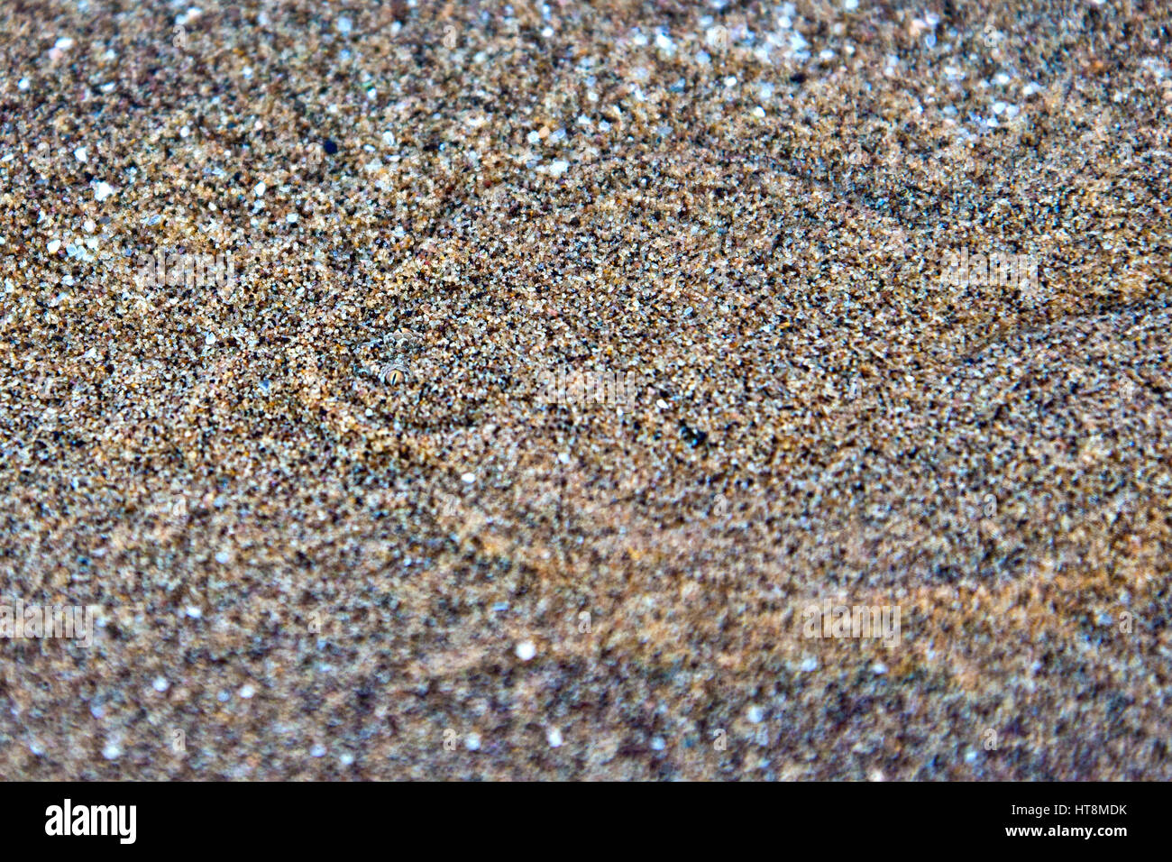 The eye of a sidewinder snake visible in the sand in the dunes in ...