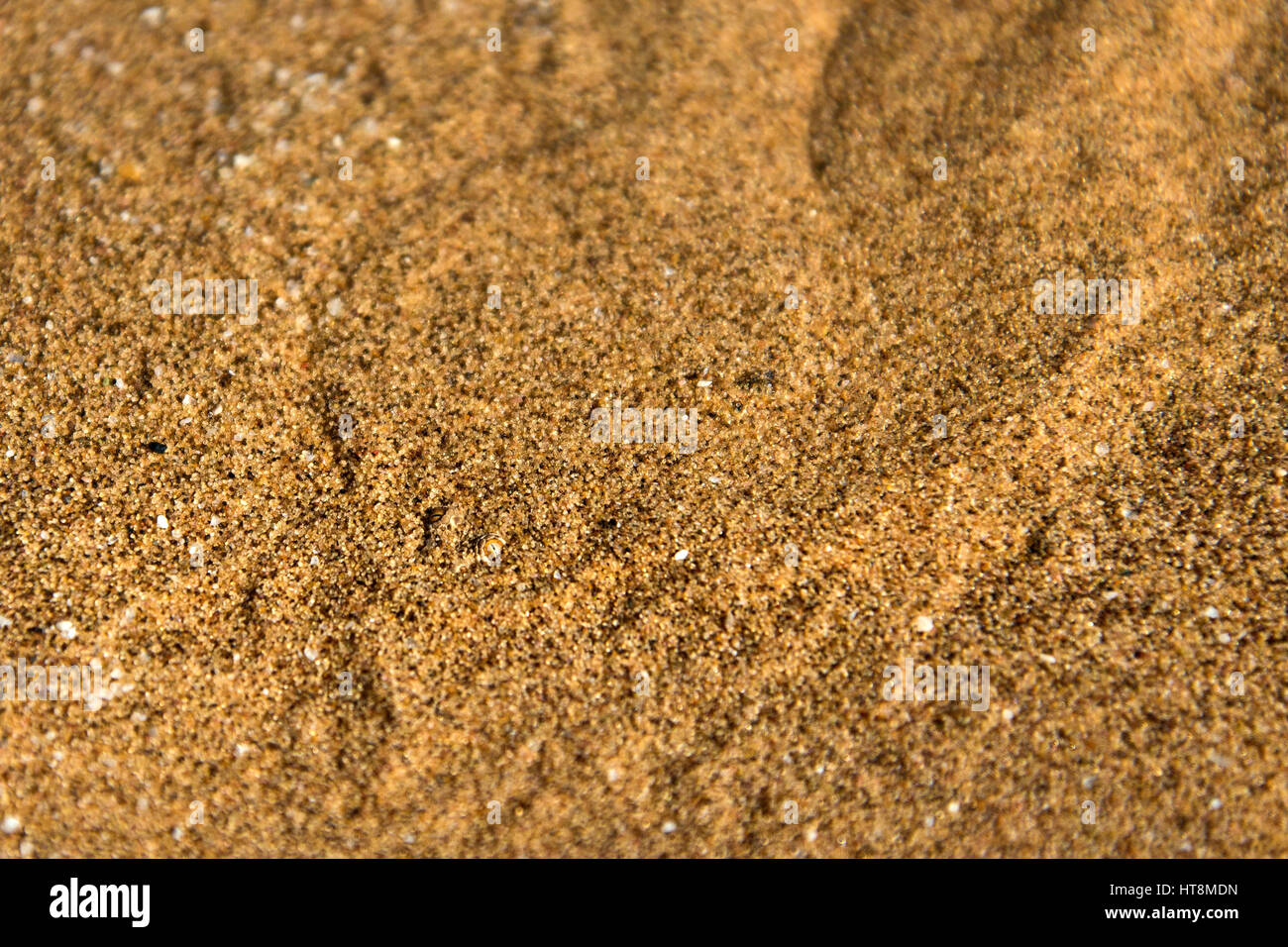 The eye of a sidewinder snake visible in the sand in the dunes in ...